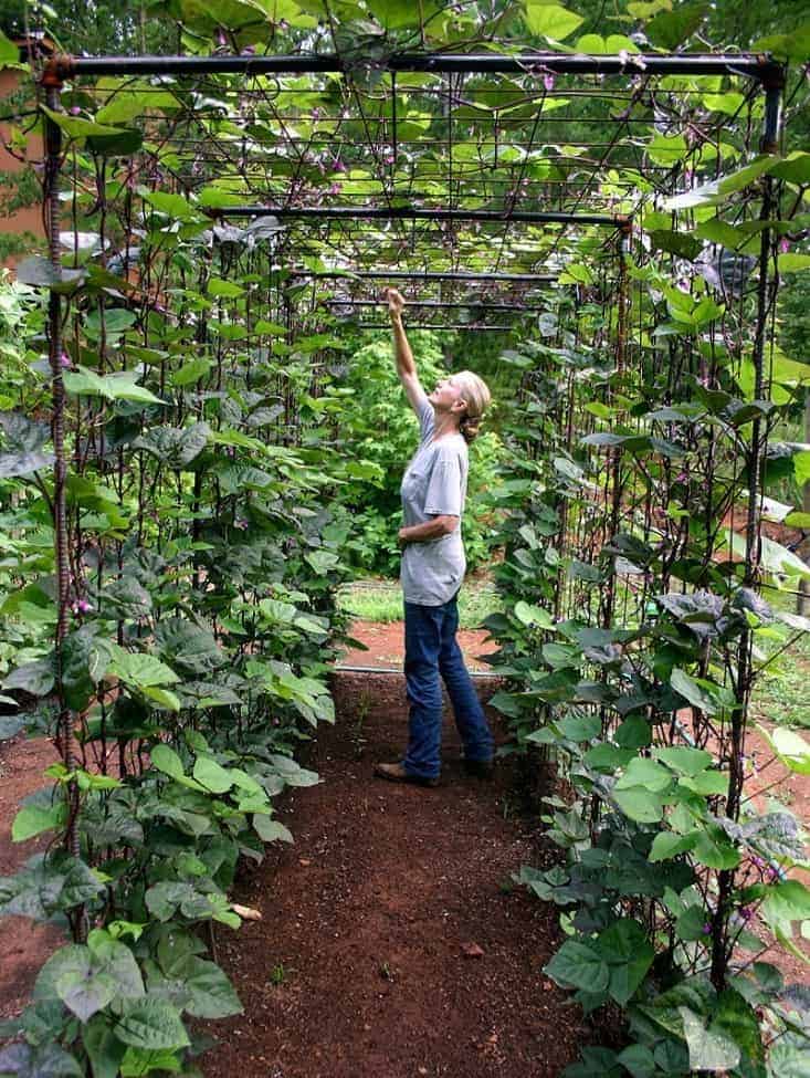 Amazing Vertical Gardening Ideas | Family Food Garden Amazing Vertical Gardening Ideas | Family Food Garden