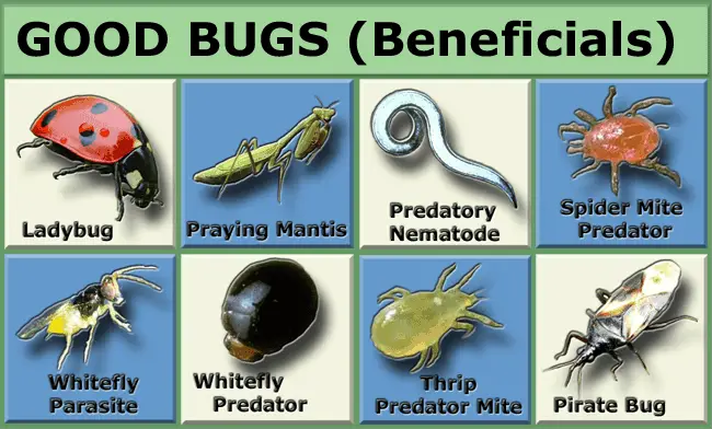 Bugs! Good ones keep the bad ones away – Hill Street Community Garden Bugs! Good ones keep the bad ones away – Hill Street Community Garden